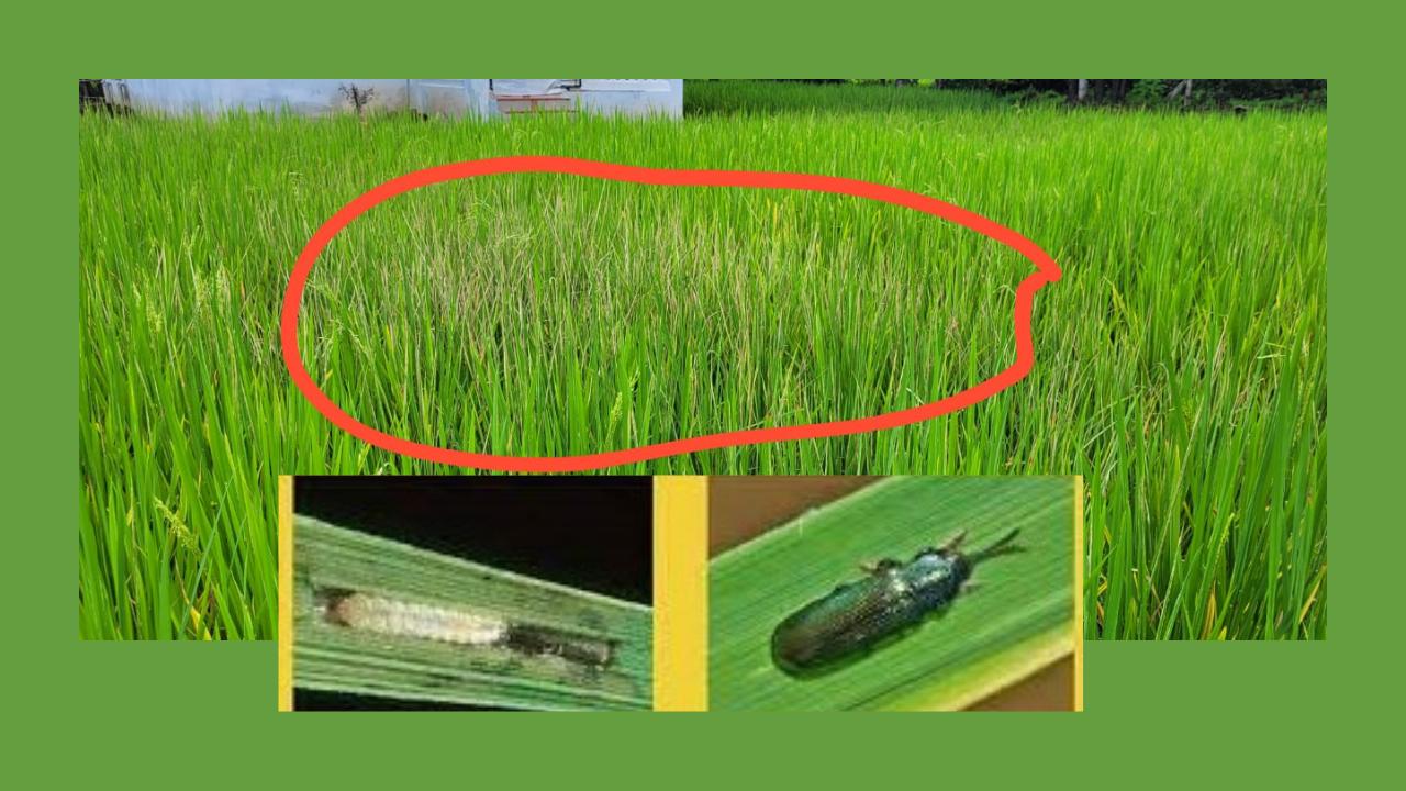 भातावर निळा भुंगेऱ्याचा प्रादुर्भाव | Guhagar News | Blue weevil ...